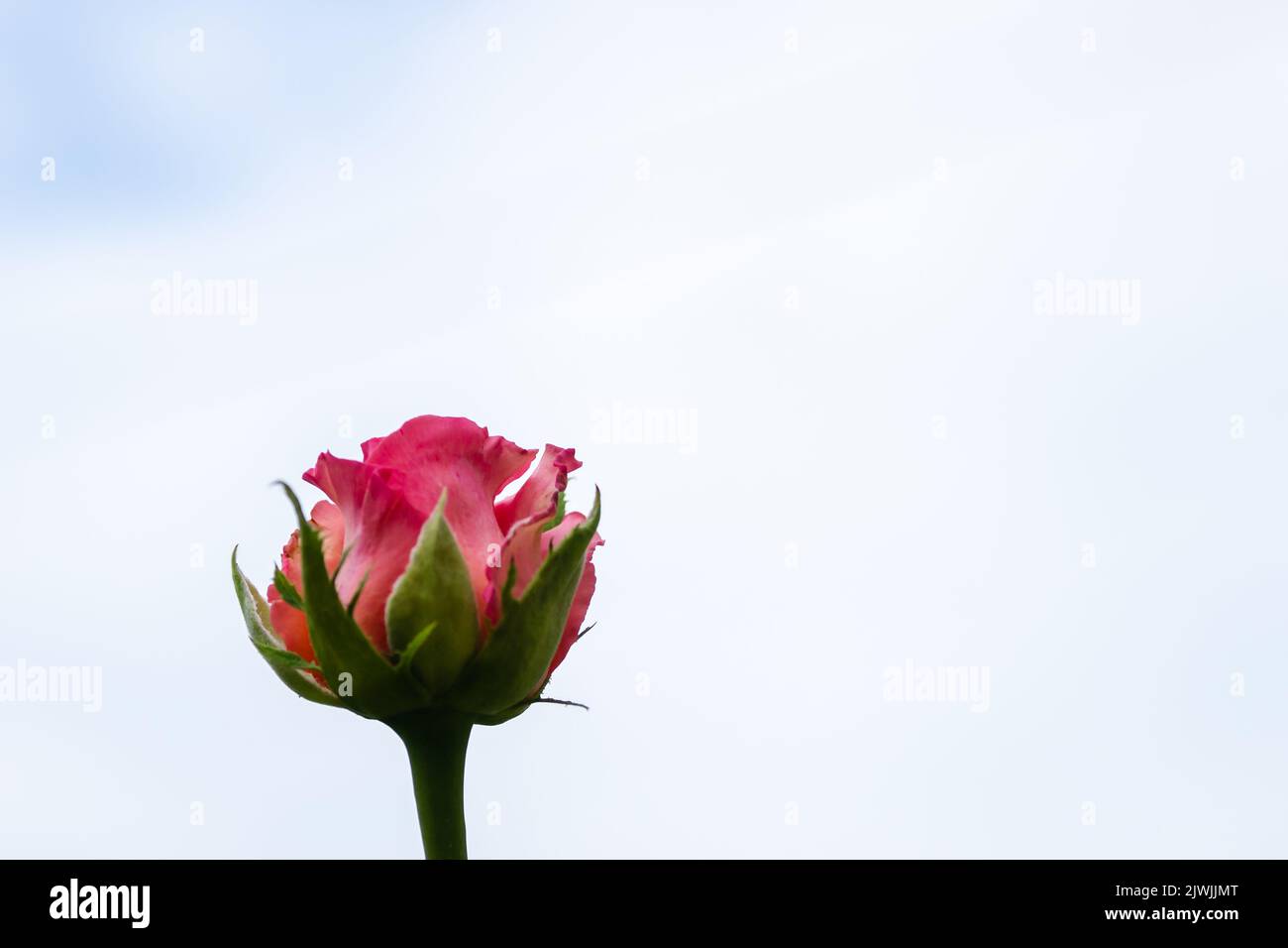 Yellow red roses bud, nature background Stock Photo - Alamy