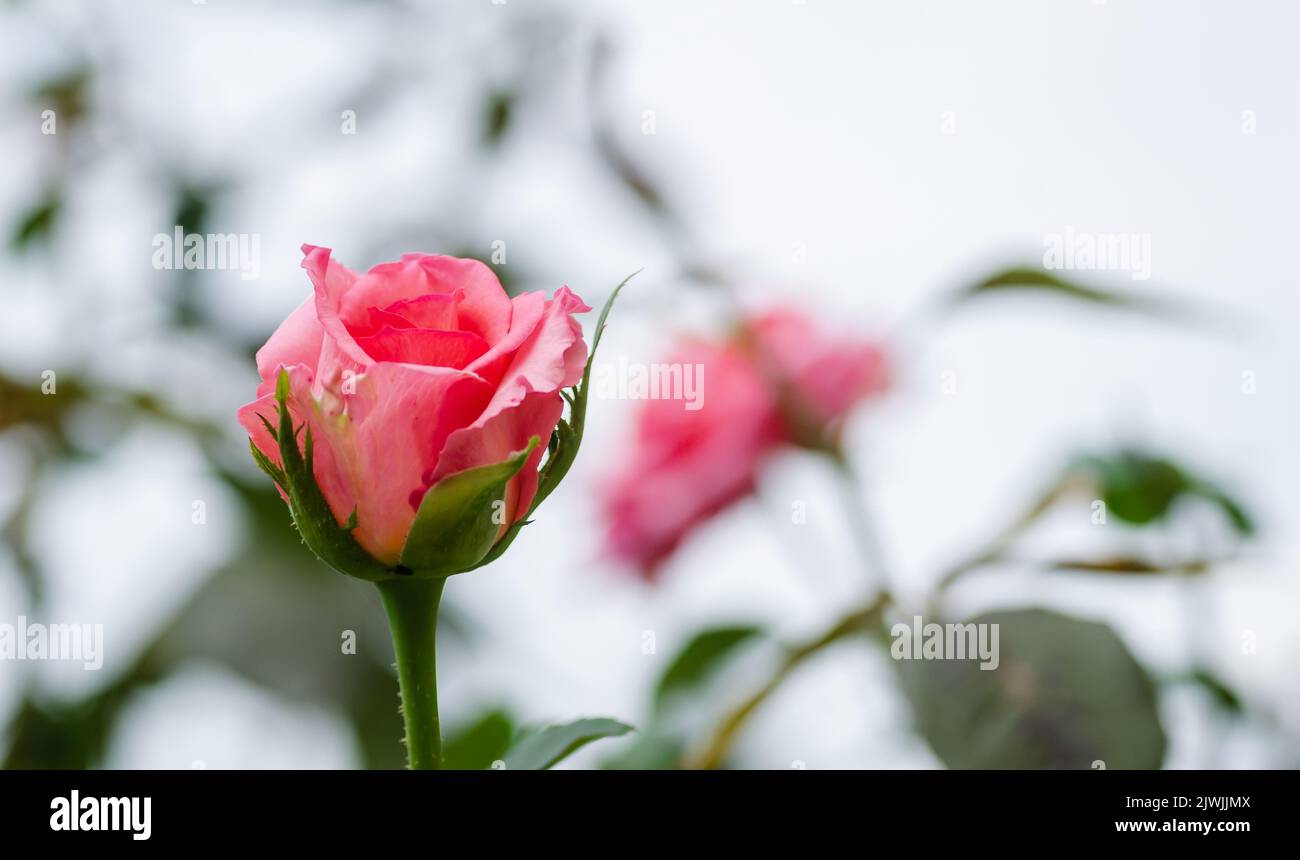 Yellow red roses bud, nature background Stock Photo - Alamy