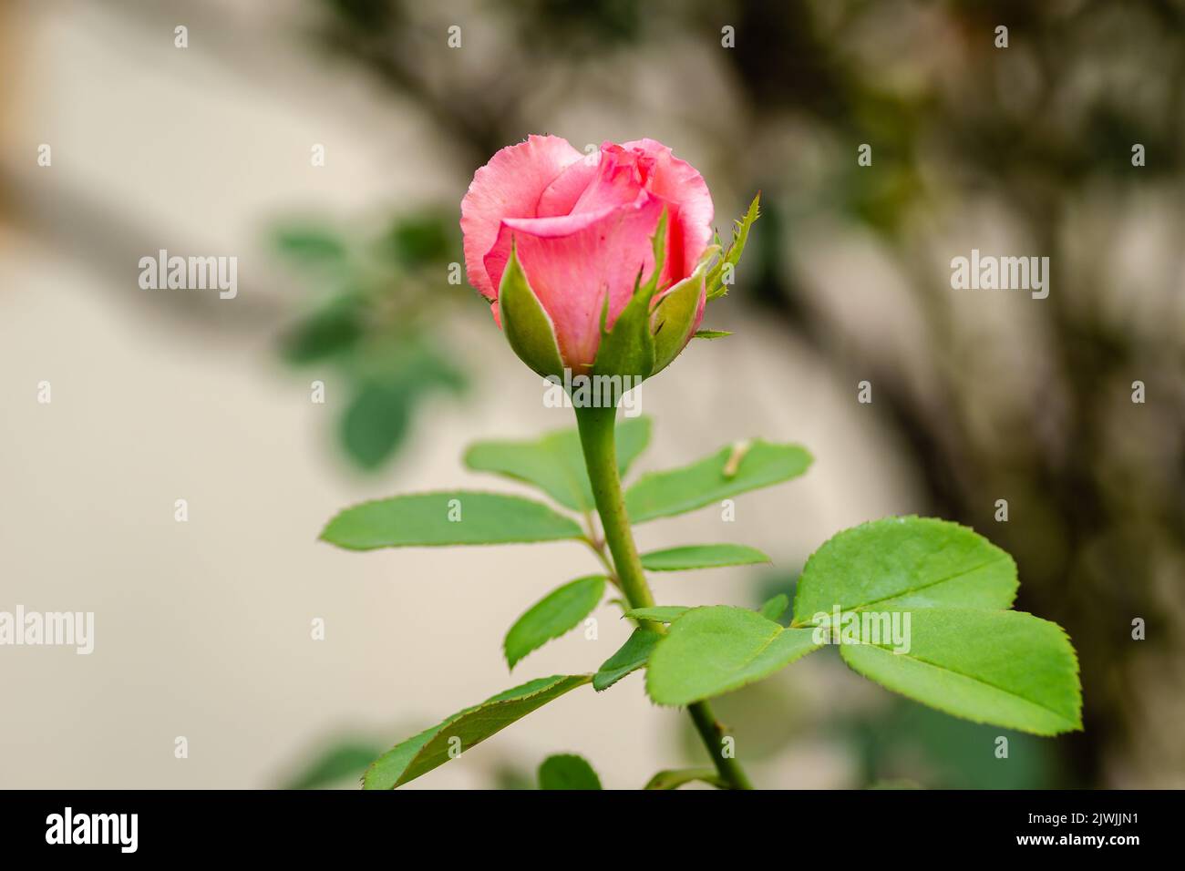 Yellow red roses bud, nature background Stock Photo - Alamy