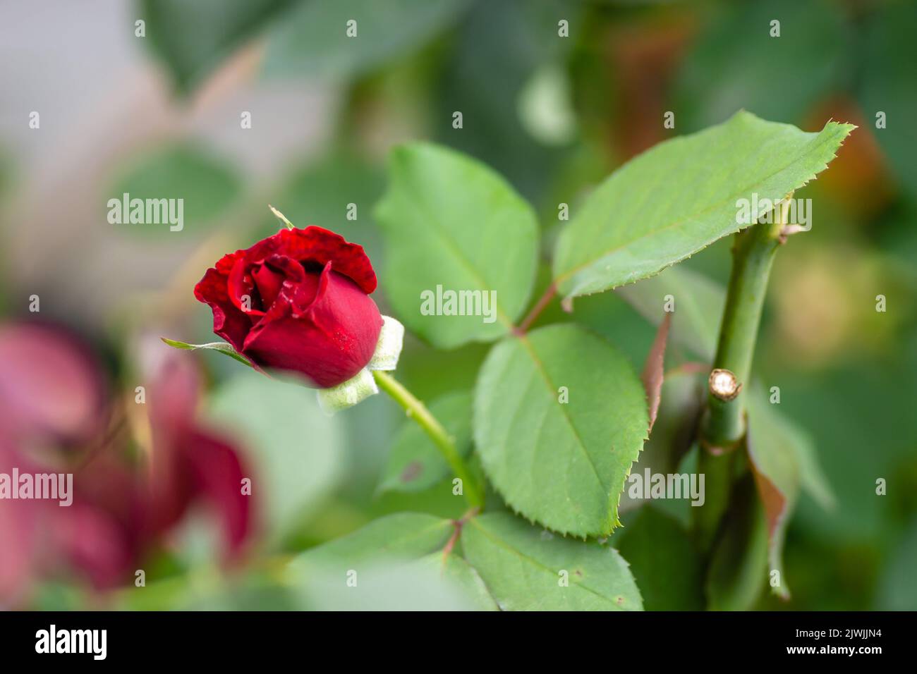 Red rose bud hi-res stock photography and images - Alamy
