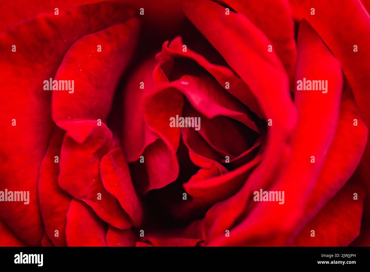 A blooming red rose. Red rose backround - beautiful flower closeup ...