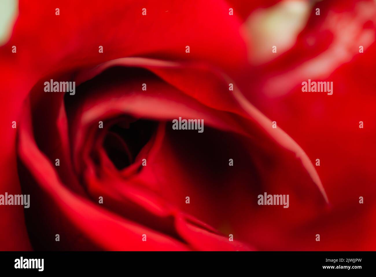 A blooming red rose. Red rose backround - beautiful flower closeup ...