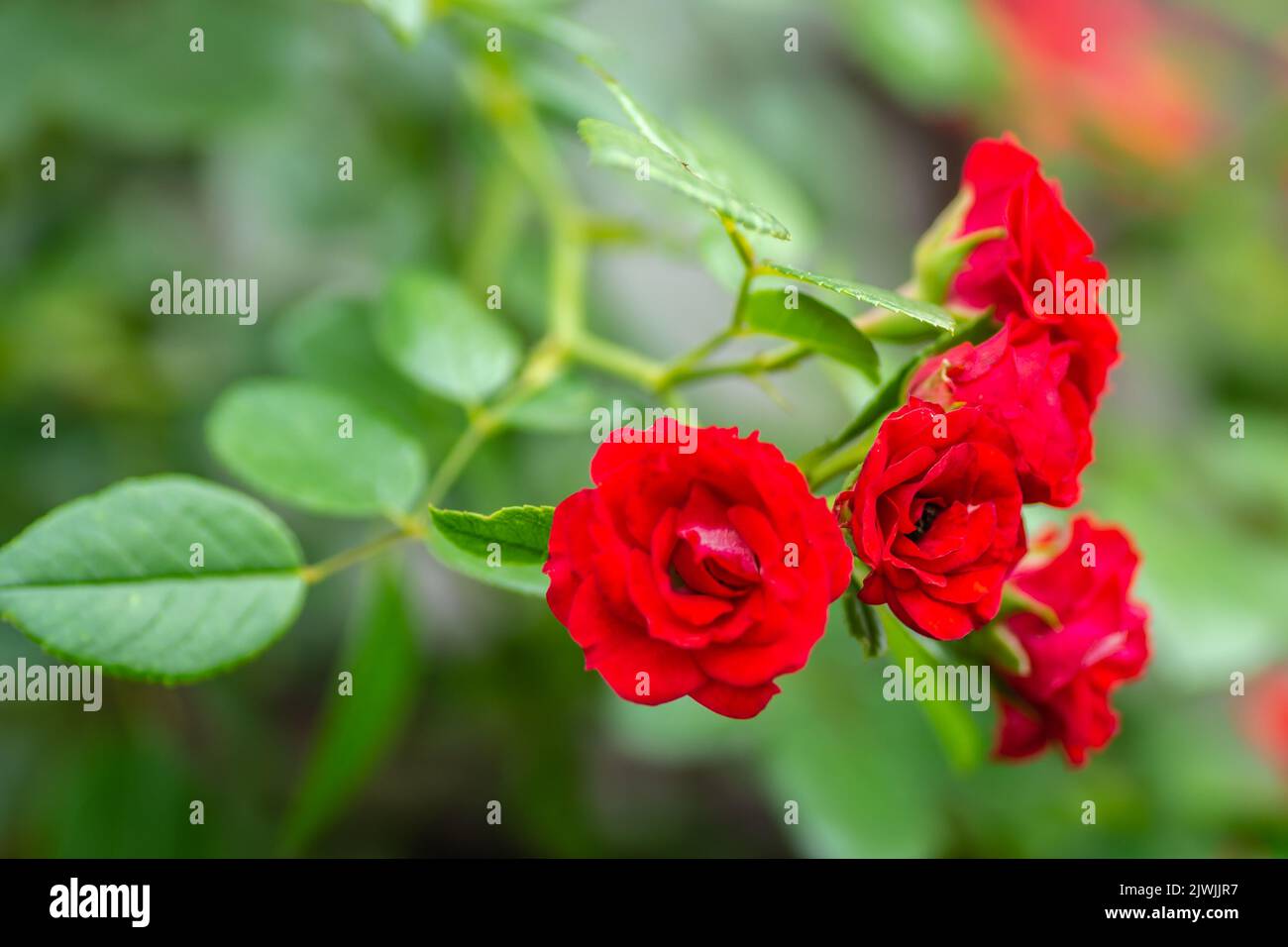 Blooming tiny red roses on a green surface Stock Photo - Alamy