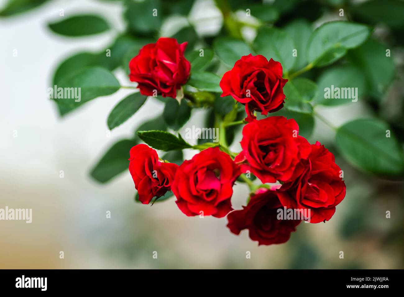 Tiny rose plant hi-res stock photography and images - Alamy