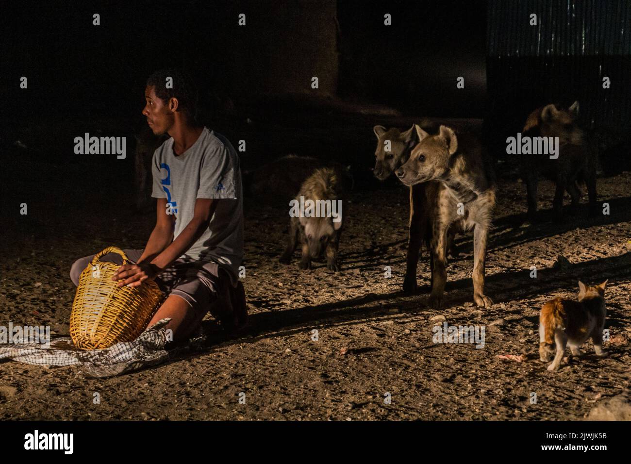 HARAR, ETHIOPIA - APRIL 8, 2019: Hyenas in the streets of Harar ...