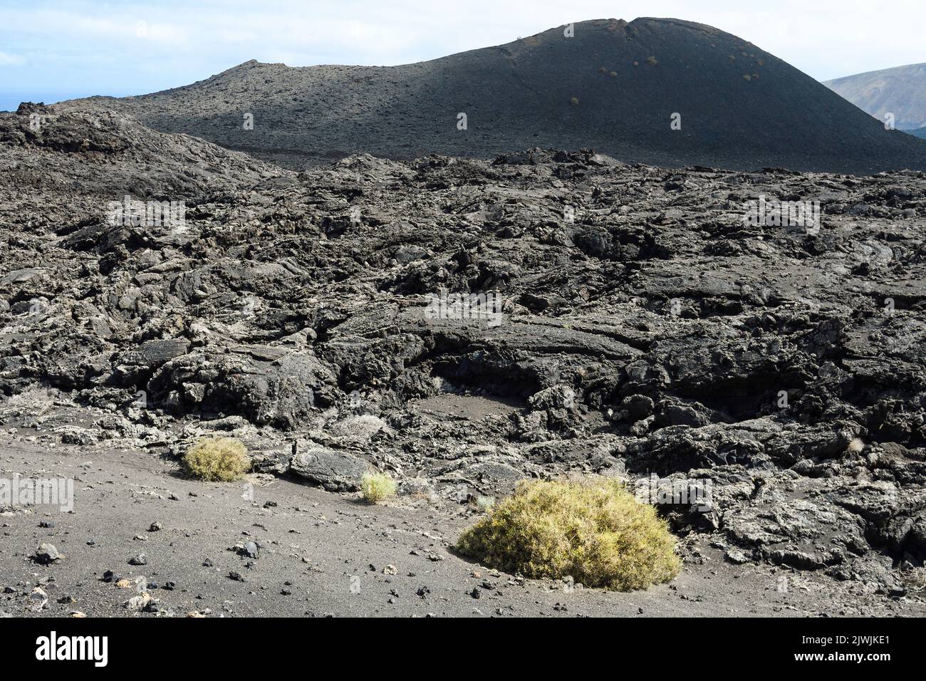 Launaea arborescens growing isolated among the lava of the Timanfaya ...