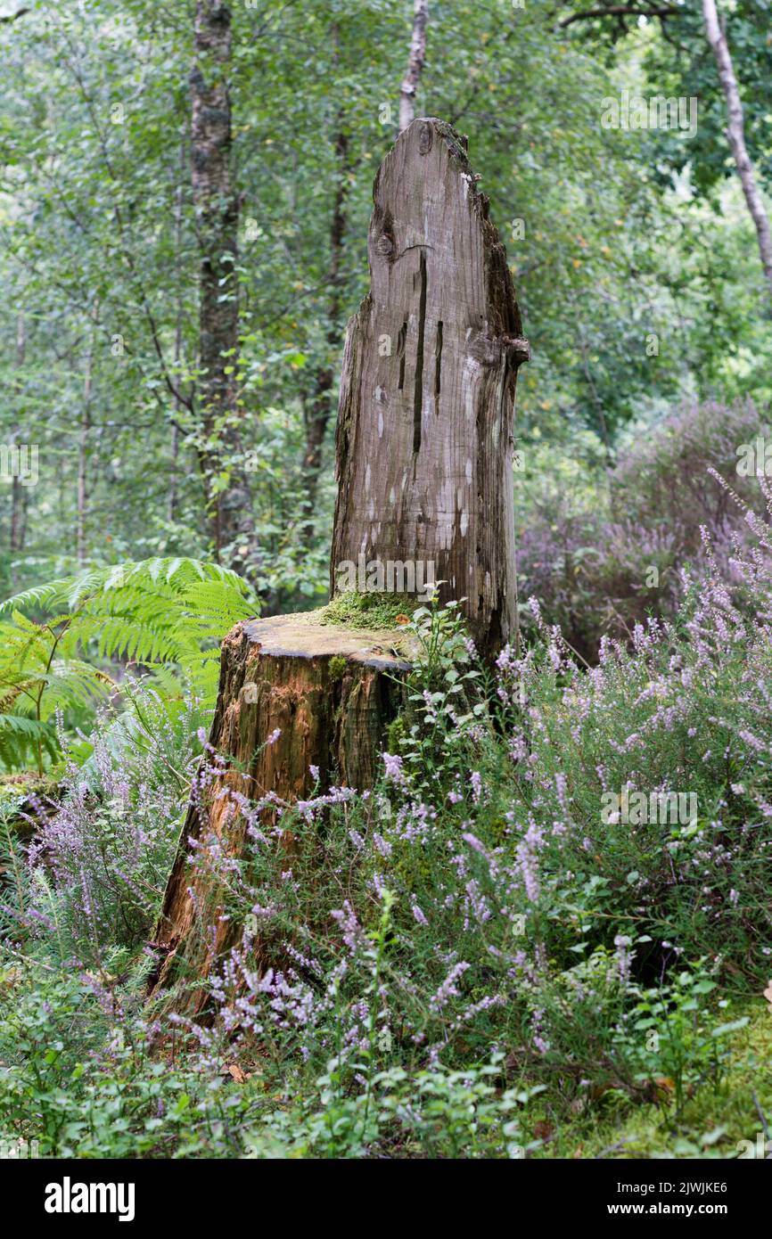 Seat cut from a tree stump in Coed Felinrhyd woodland in Snowdonia ...