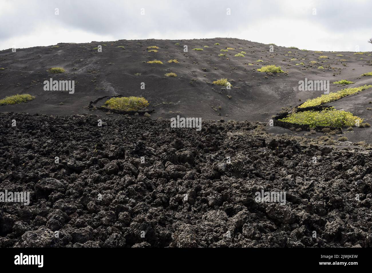 Cultivation of fig trees between the lava of Timanfaya Stock Photo - Alamy