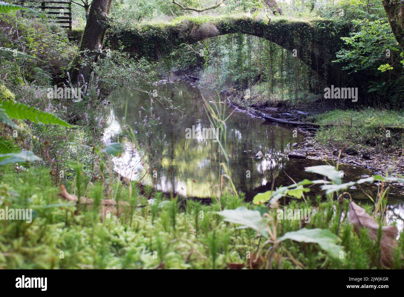 Ivy covered bridge over river at Coed Felinrhyd, Snowdonia, Wales Stock ...