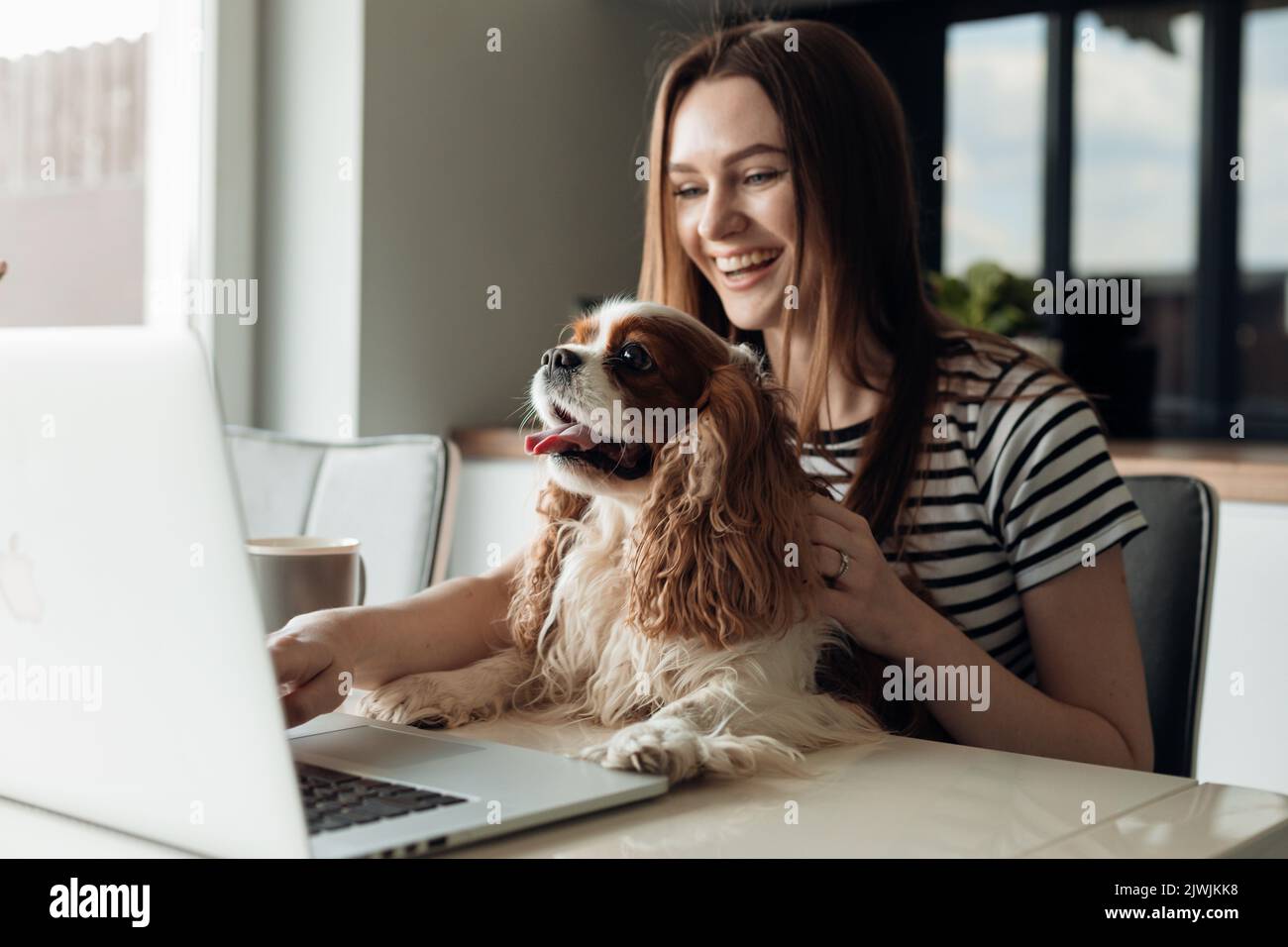 Coker spaniel hi-res stock photography and images - Alamy