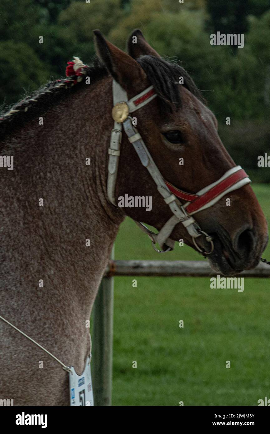 Work Horse competition Stock Photo - Alamy