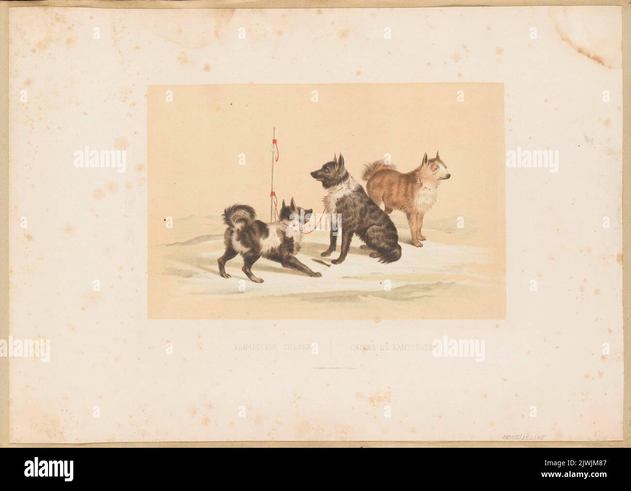 Kamchatka dogs - husky. Draeger, F. (Moskwa ; zakład litograficzny ; ca ...