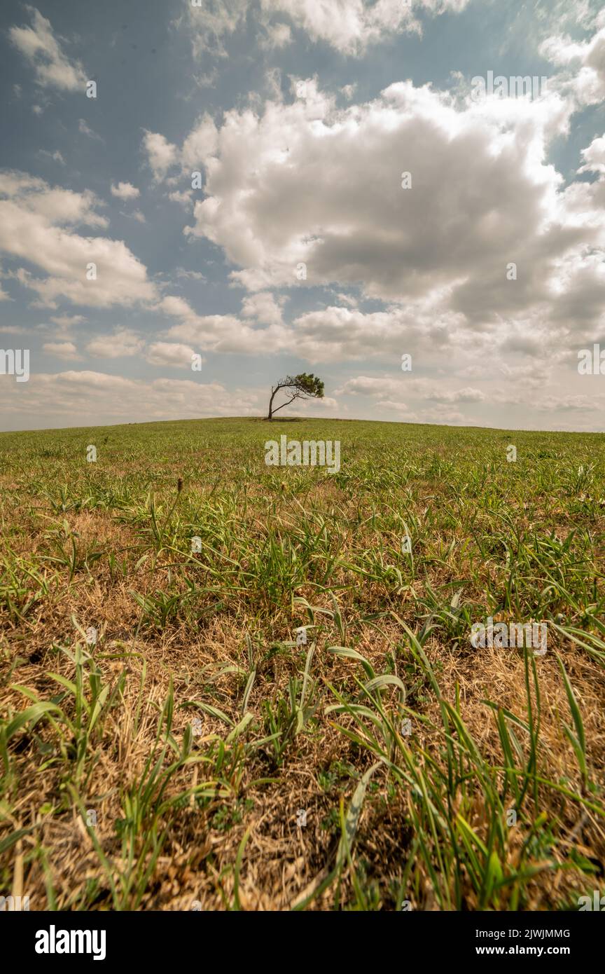 A lonely tree on top of a hill. Close-up with detailed grass Stock ...