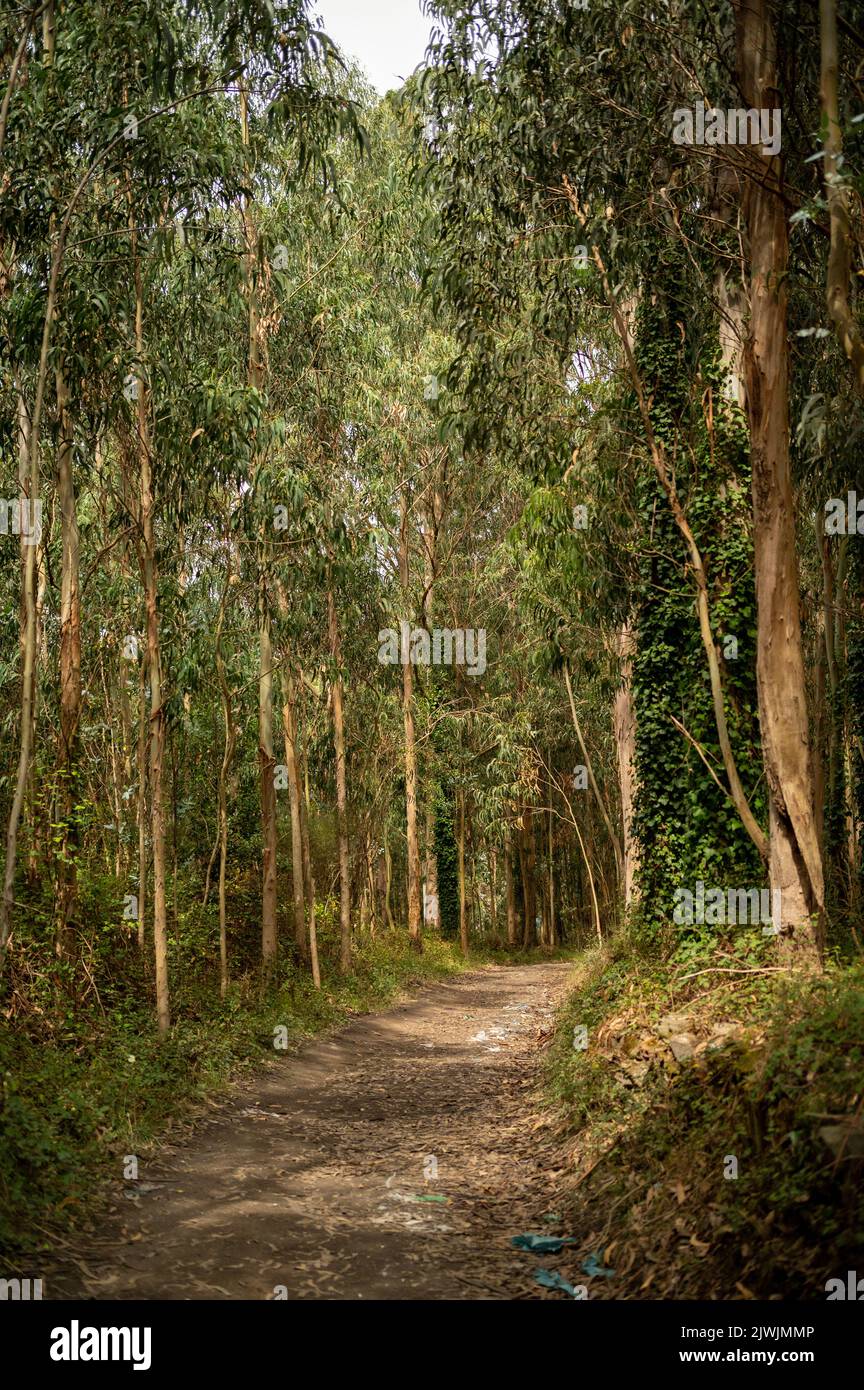 Eucalyptus tree logs hi-res stock photography and images - Alamy
