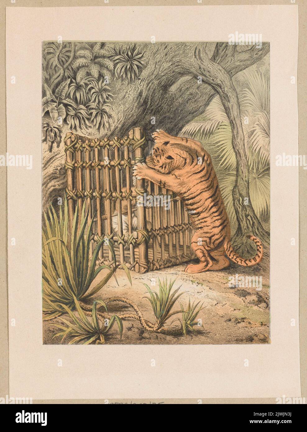 Fight with a tiger. unknown, graphic artist Stock Photo - Alamy