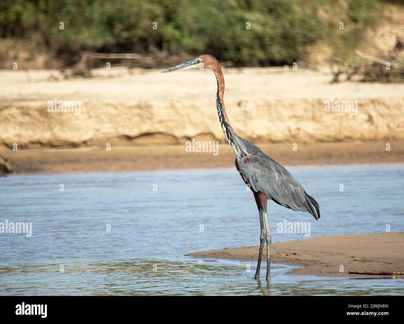 Goliath heron breeding hi-res stock photography and images - Alamy