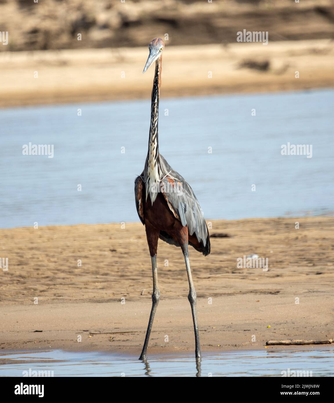 Goliath heron breeding hi-res stock photography and images - Alamy