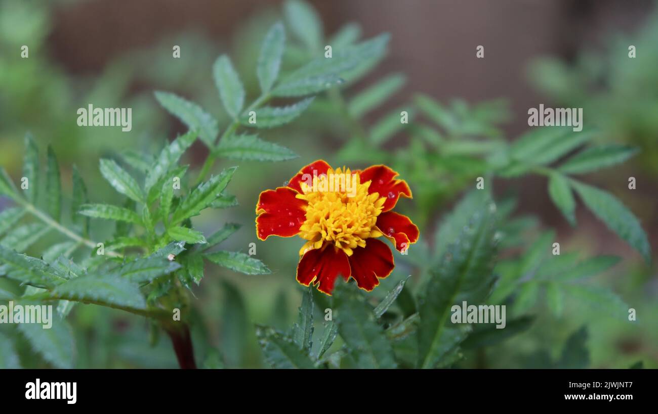 Dahas hi-res stock photography and images - Alamy