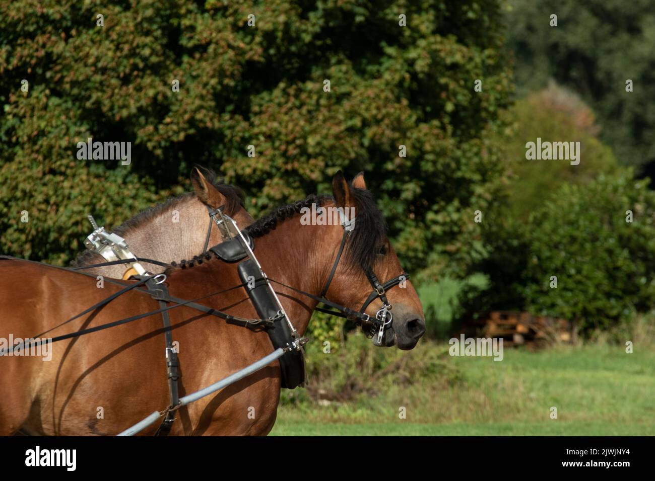 Work Horse competition Stock Photo - Alamy