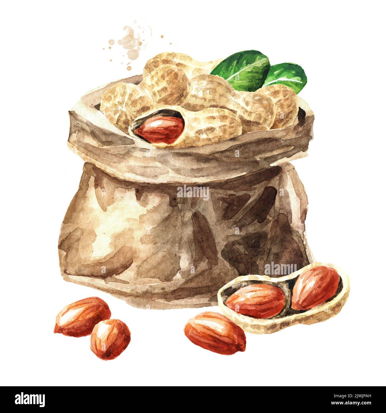 Paper bag with with Peanuts, Watercolor hand drawn illustration ...