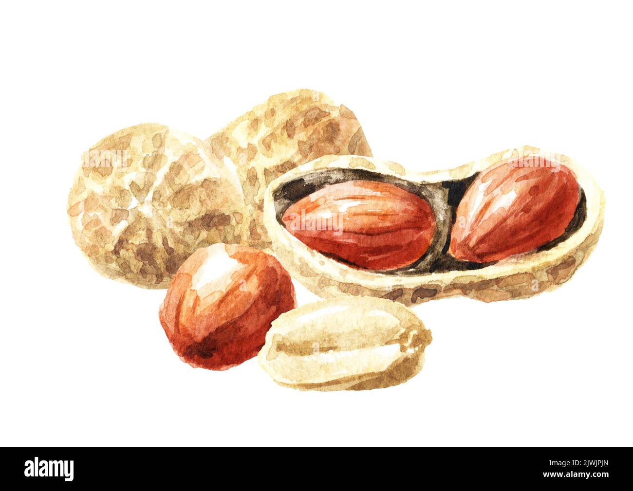 Peanut. Watercolor hand drawn illustration isolated on white background ...