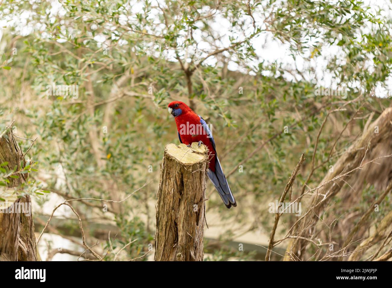 An australian crimson rosella parrot sitting on a tea tree branch Stock ...