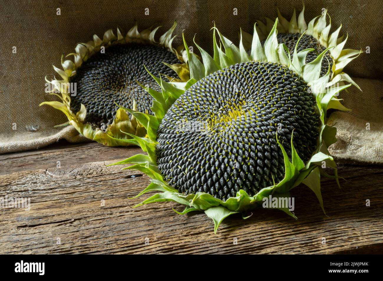 Still life with sunflowers and ripe seeds on a background of burlap ...