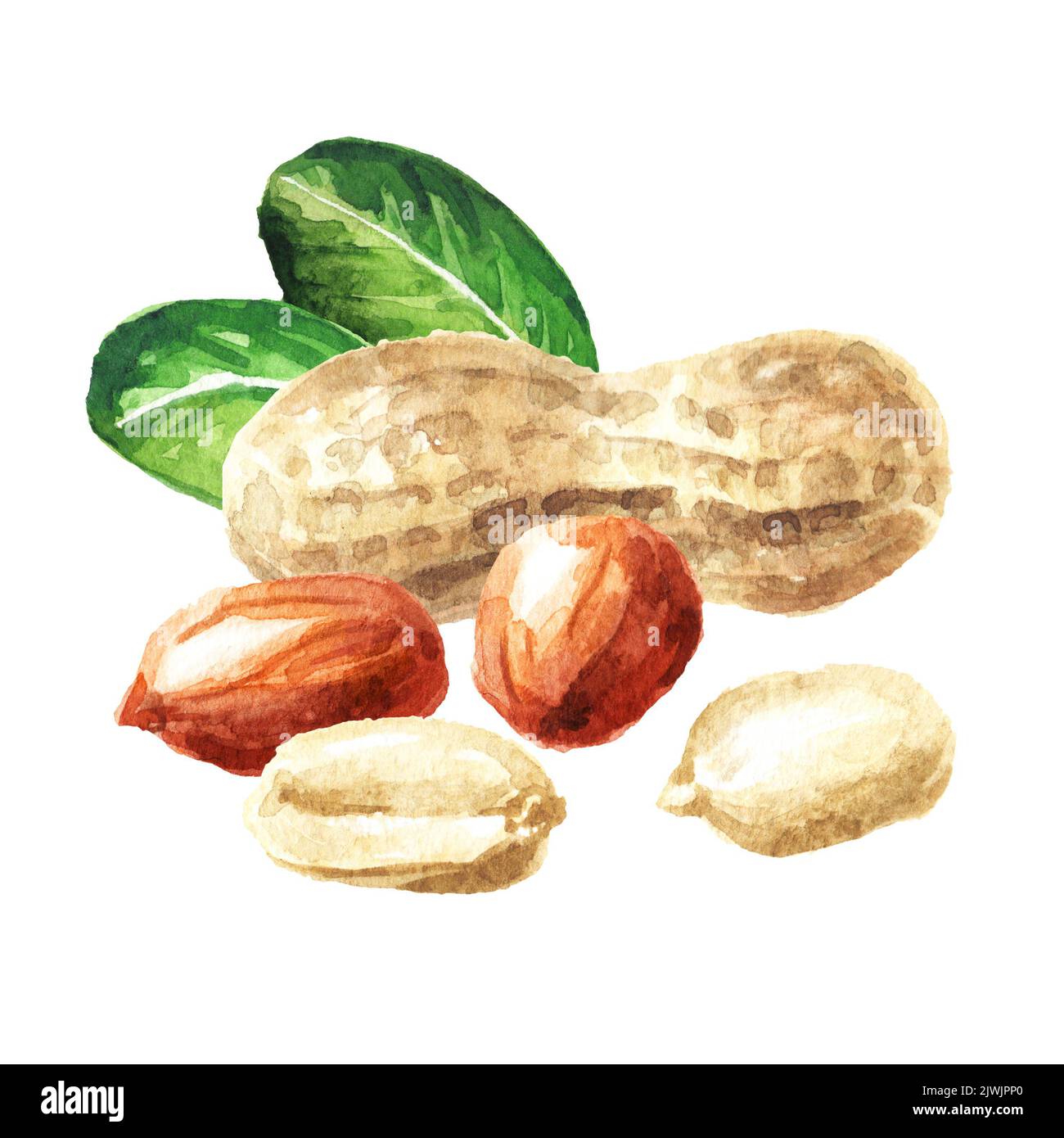 Peanuts. Watercolor hand drawn illustration isolated on white ...