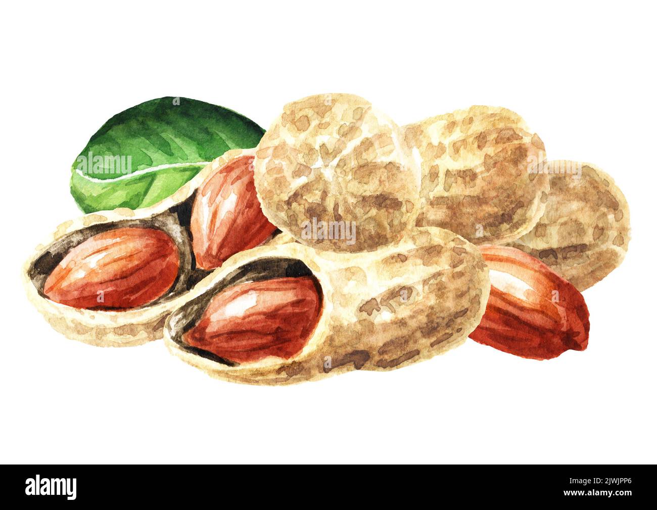Peanuts. Watercolor hand drawn illustration, isolated on white ...