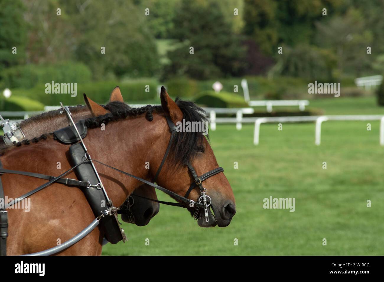 Guides dattelage hi-res stock photography and images - Alamy