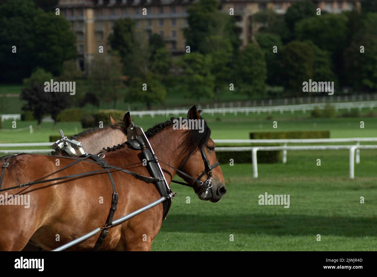 Work Horse competition Stock Photo - Alamy