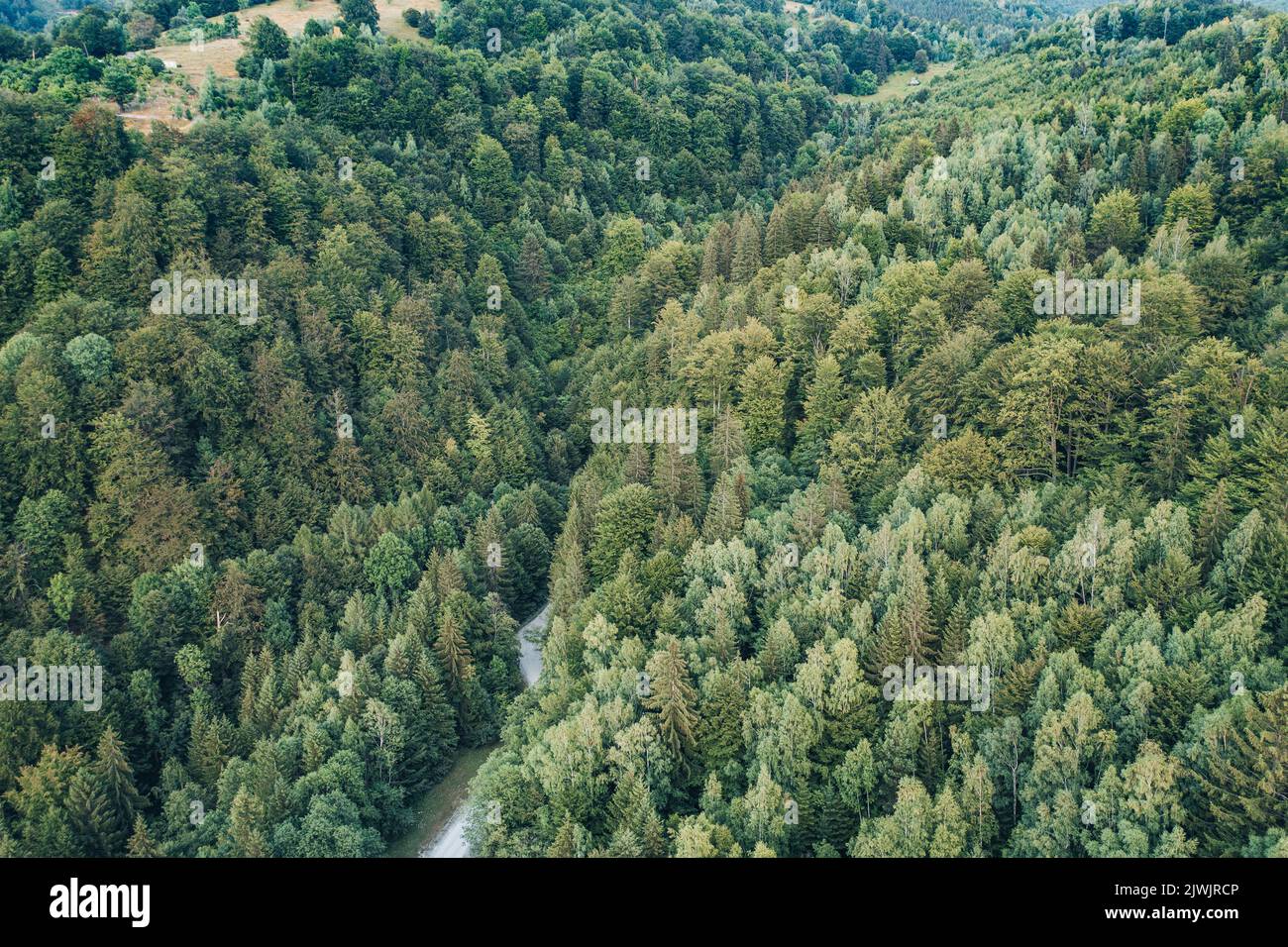 Top-down aerial view over a dense pine forest in the mountains Stock ...