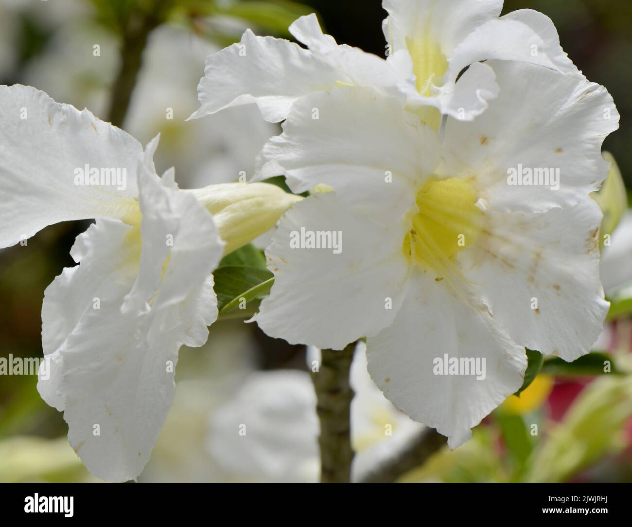 Adenium somalense Nova white flowers in a garden Stock Photo - Alamy