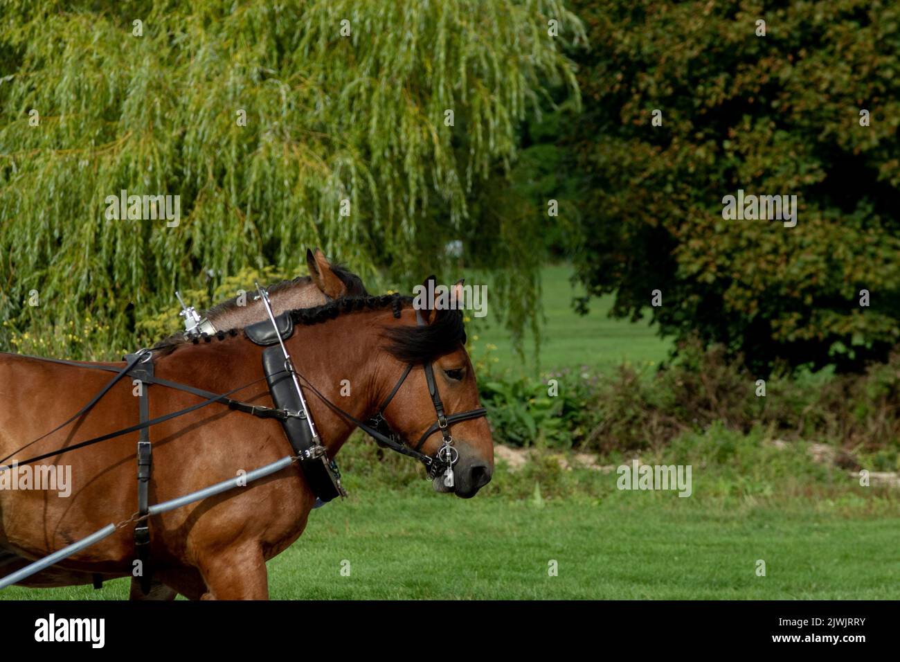 Work Horse competition Stock Photo - Alamy
