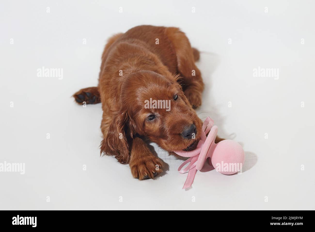 brown adorable Irish setter puppy is playing with a big pink pacifier ...