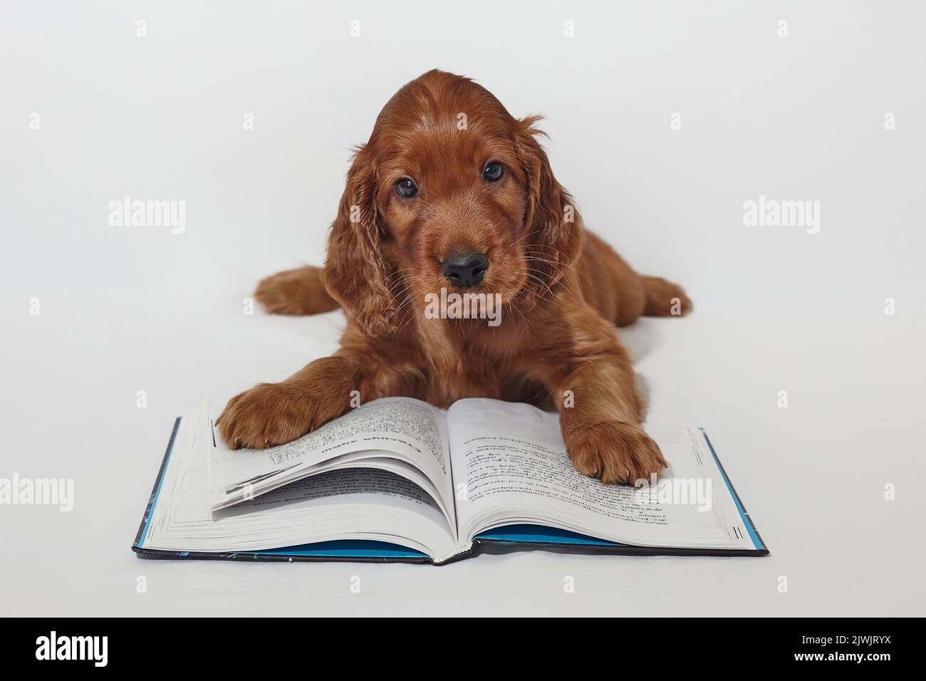 brown adorable Irish Setter puppy is reading a book. photo shoot in the ...