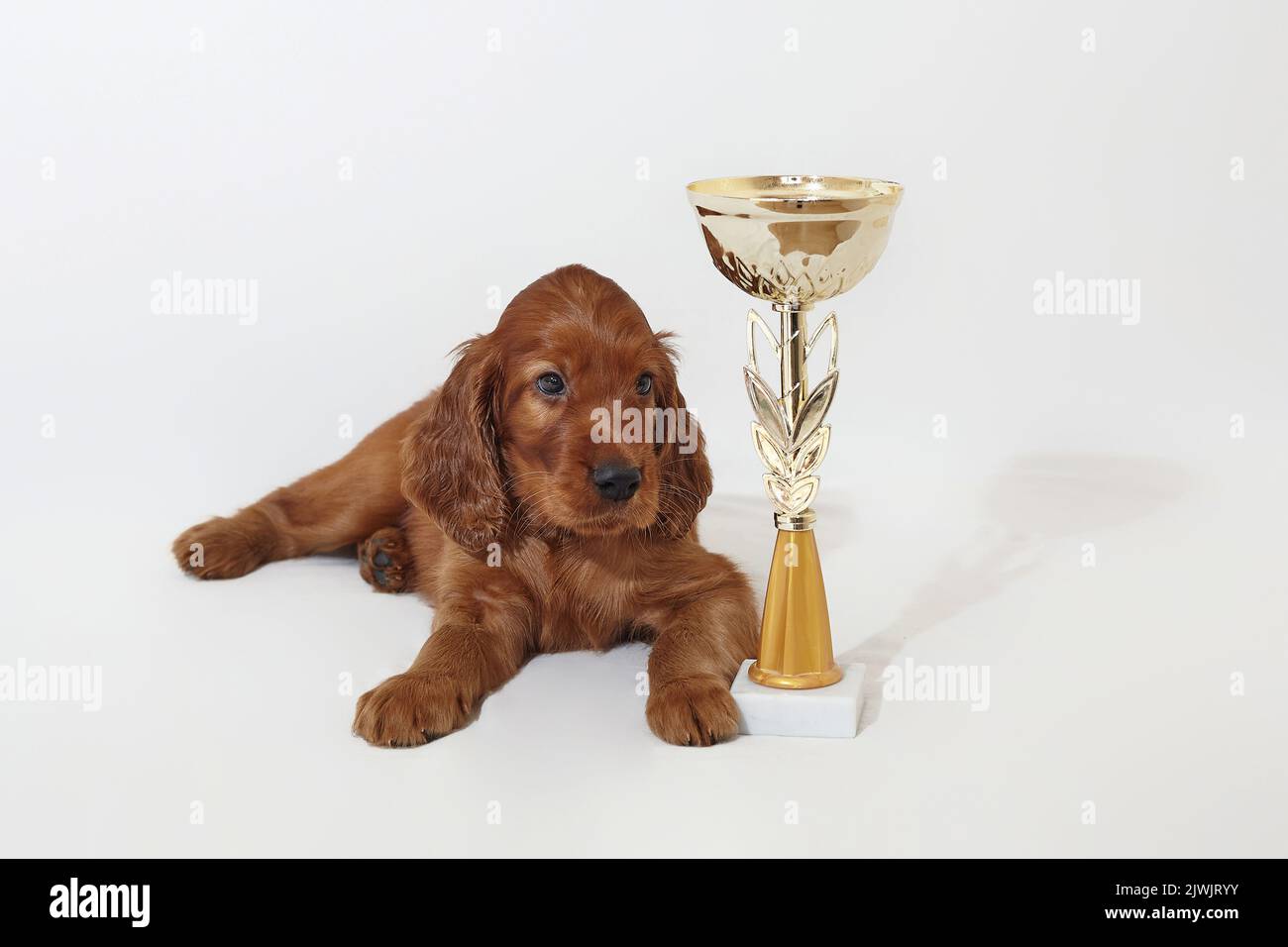 Brown adorable Irish setter puppy with a champion cup winner. photo ...