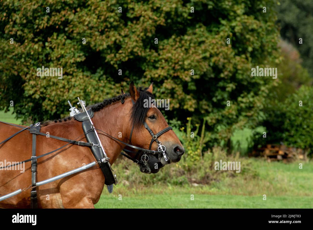 Work Horse competition Stock Photo - Alamy
