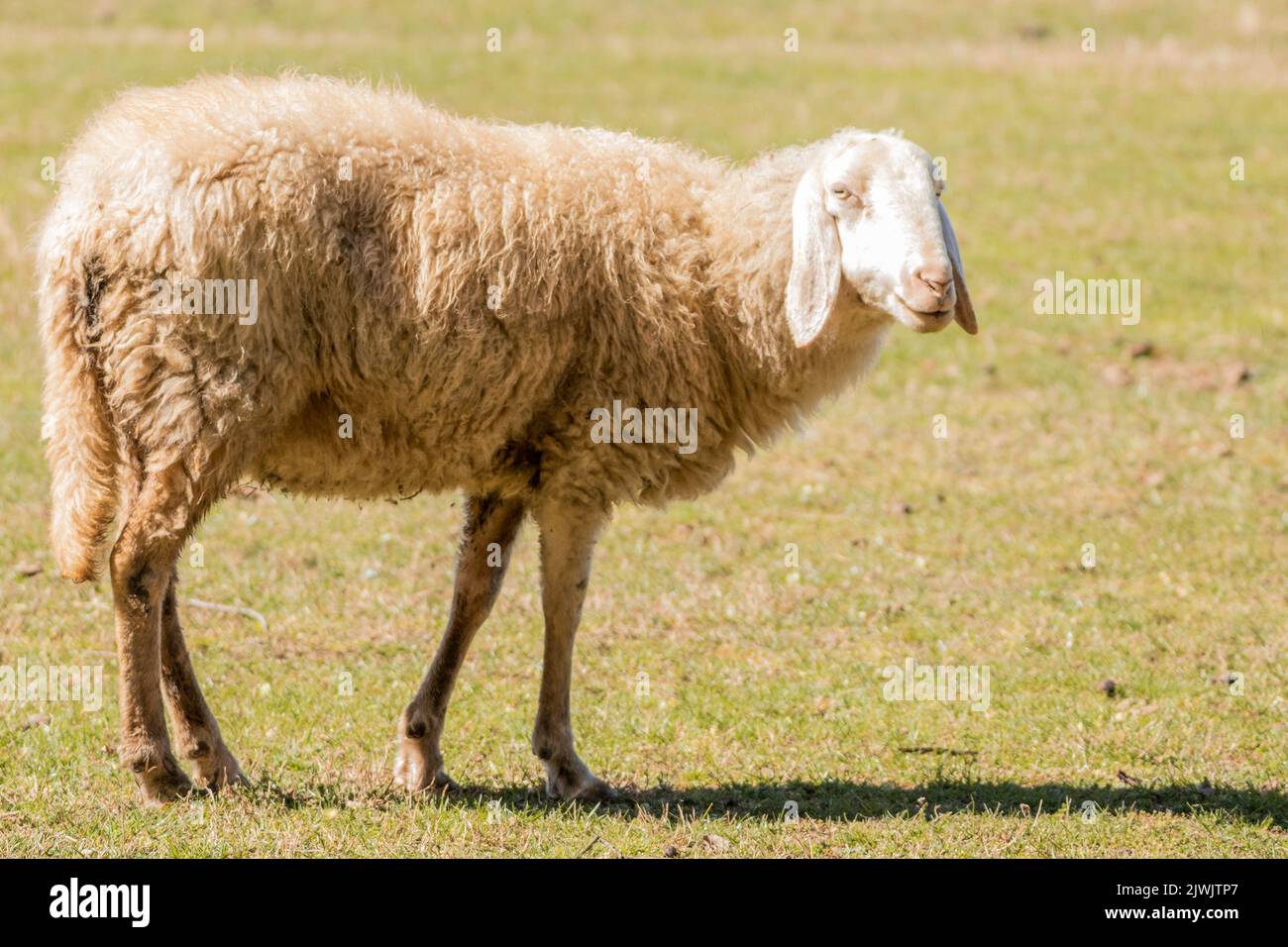 High angle view of a sheep against green grass. Copy space Stock Photo ...