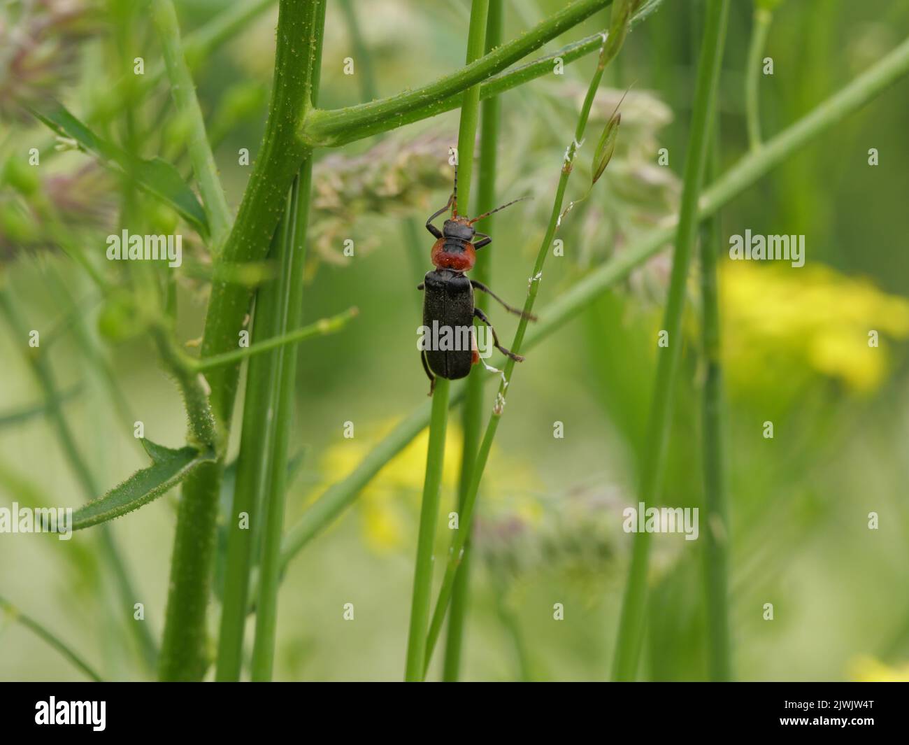 A black red soft-bodied beetle Cantharidae climbing up green grass ...
