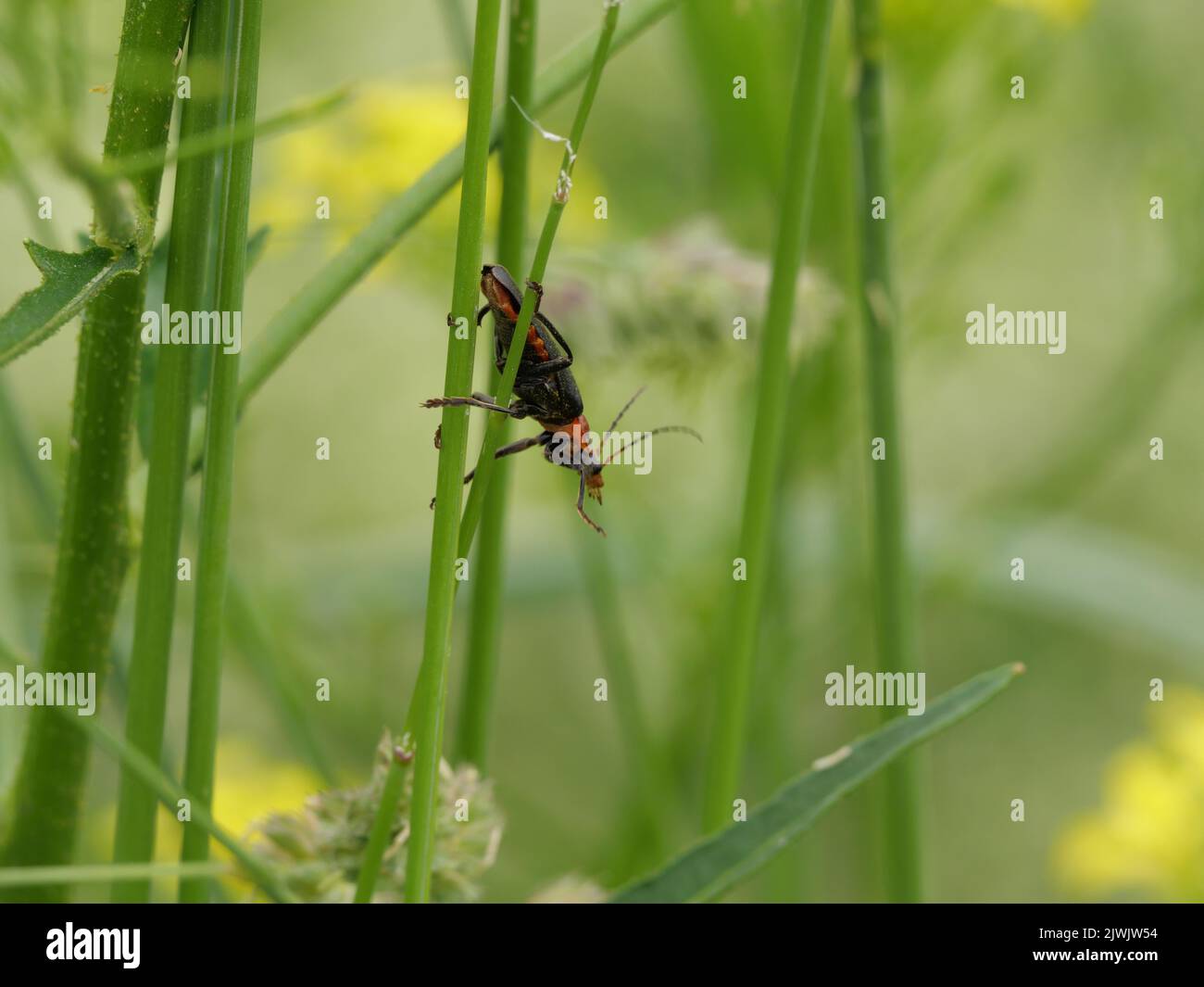 A black red soft-bodied beetle Cantharidae climbing up green grass ...