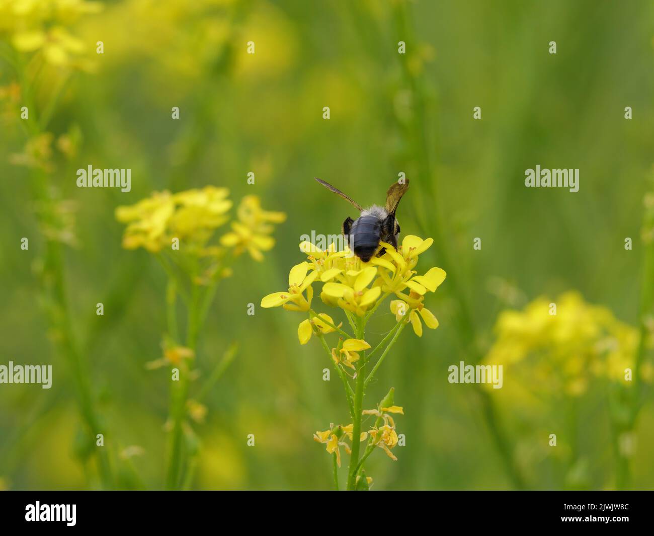 A ash bee sucks nectar on a yellow rapeseed inflorescence Stock Photo ...