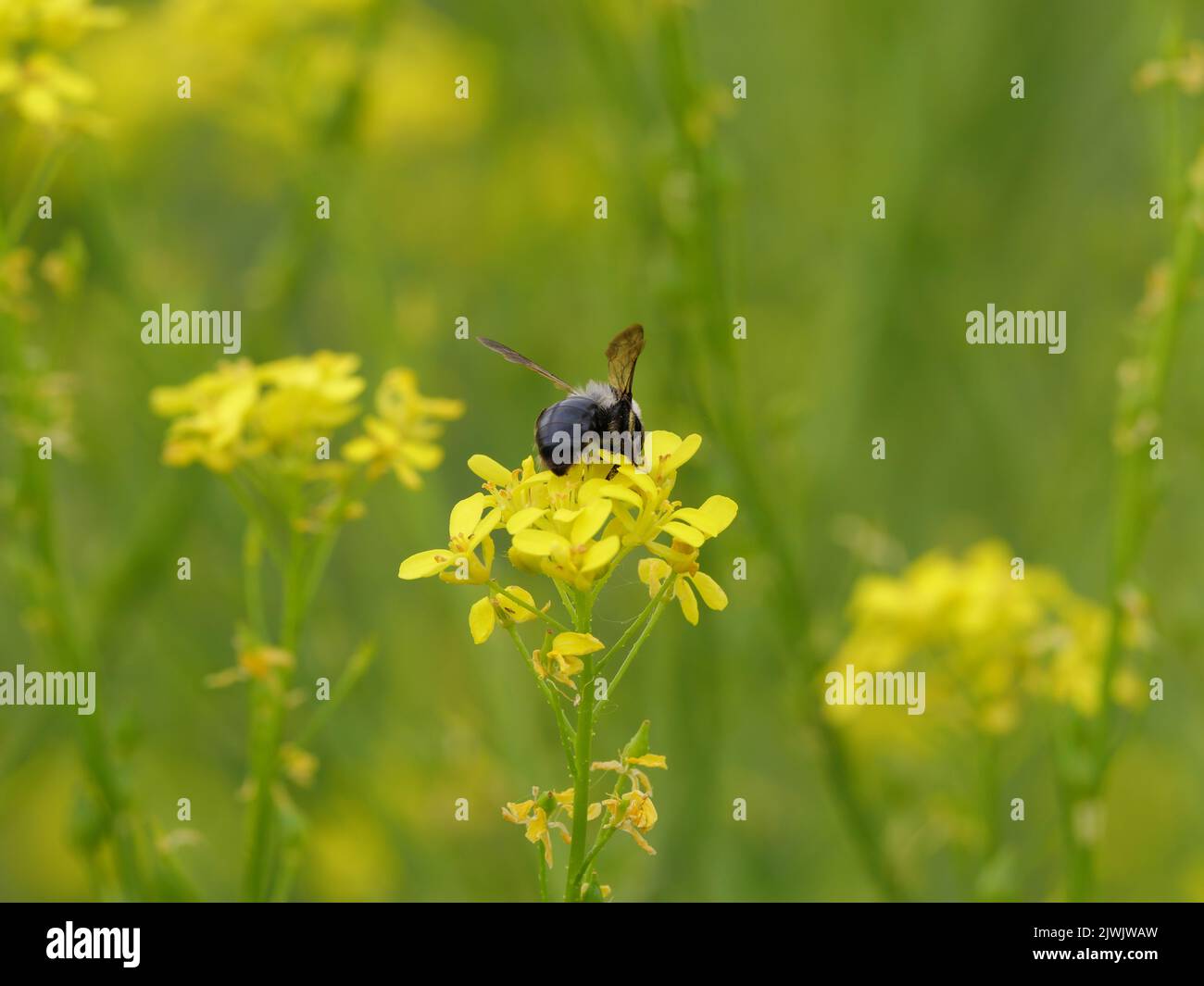 A ash bee sucks nectar on a yellow rapeseed inflorescence Stock Photo ...