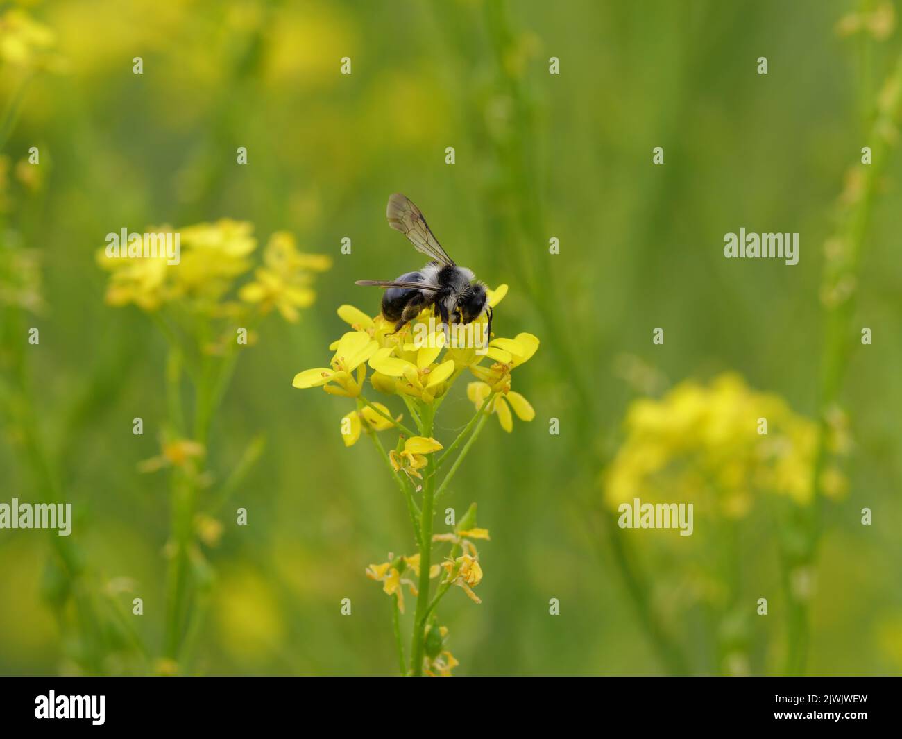 A ash bee sucks nectar on a yellow rapeseed inflorescence Stock Photo ...