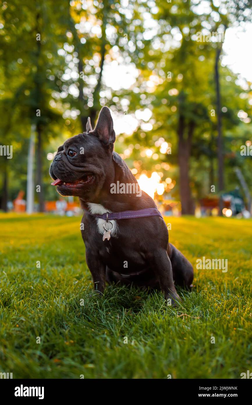 Funny sun cartoon illustration hi-res stock photography and images - Alamy