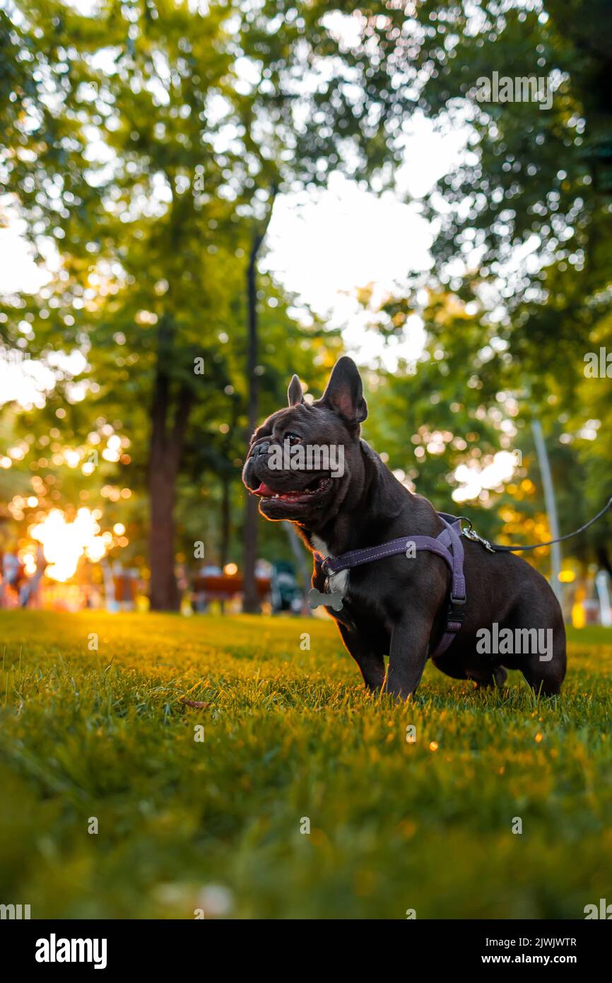 a dog in the background of the park And the rays of the sun that ...