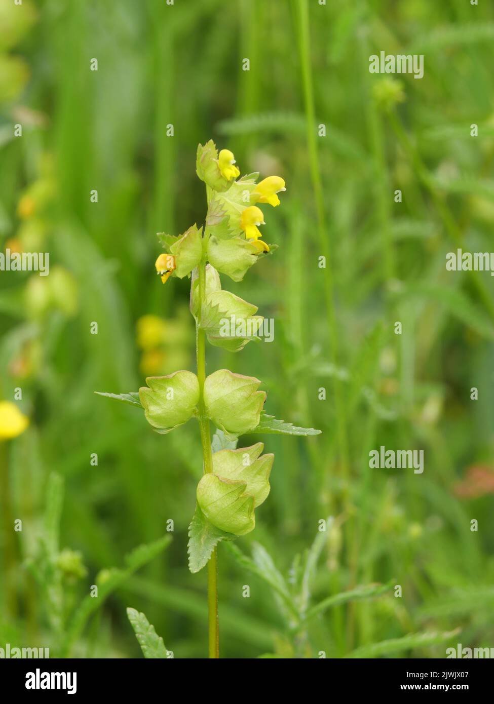 Closeup of yellow flowering inflorescence of a rattle pot Rhinanthus ...