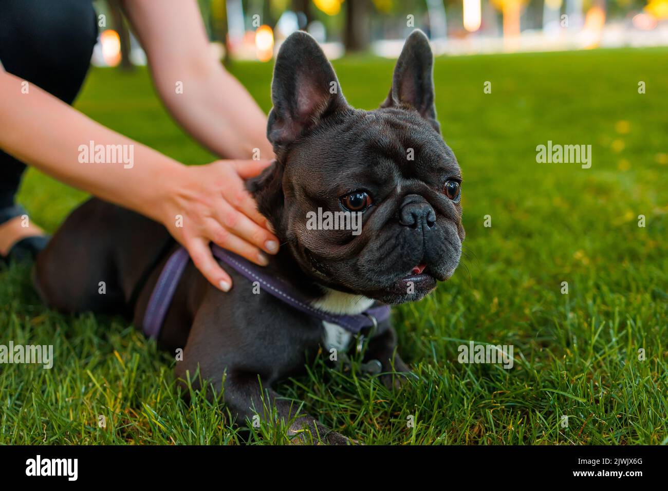 the hands of the owner hold the French bulldog so that the dog does not ...