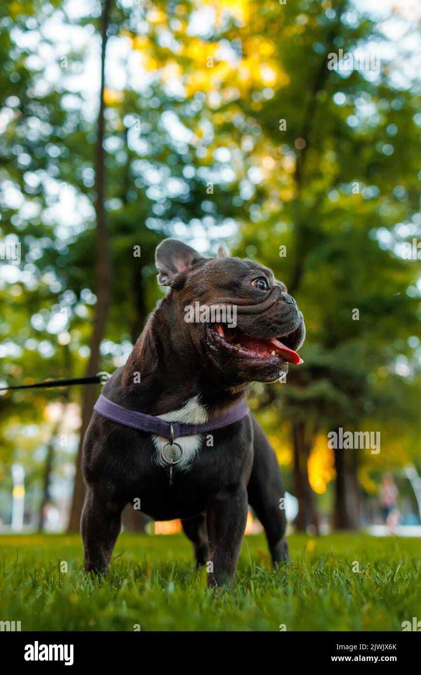 playful french bulldog panting with his tongue out after a hard run in ...
