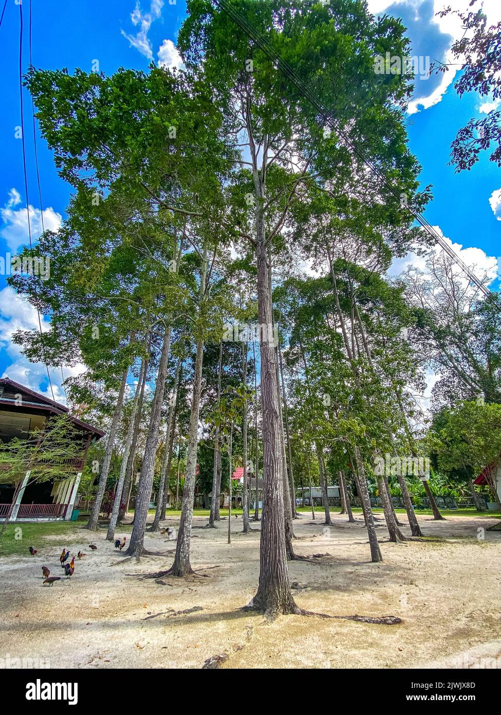 Wat Sri Thanu temple in Koh Phangan, Thailand Stock Photo - Alamy